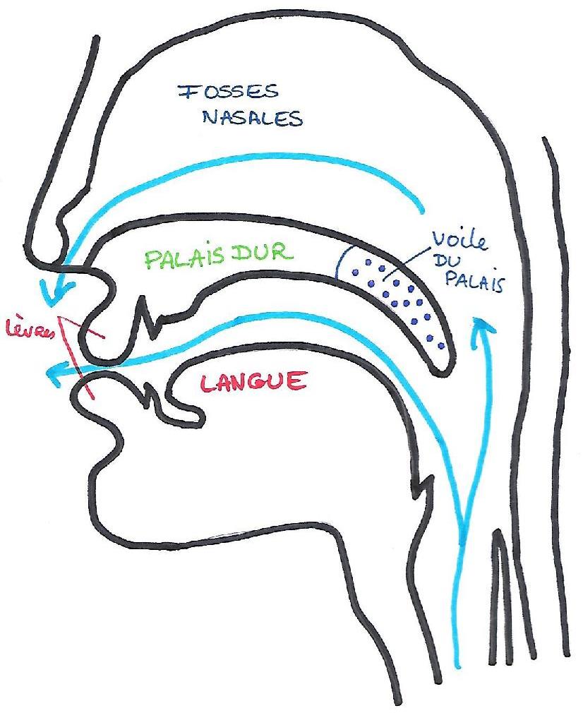 C’est le voile du palais qui permet de distinguer les sons nasaux (du ...