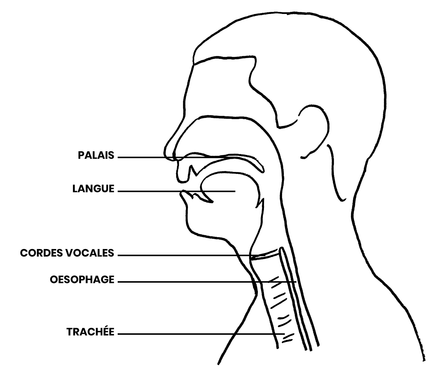 Allo Ortho » Depuis que je suis en télétravail, ma voix est fatiguée et ...