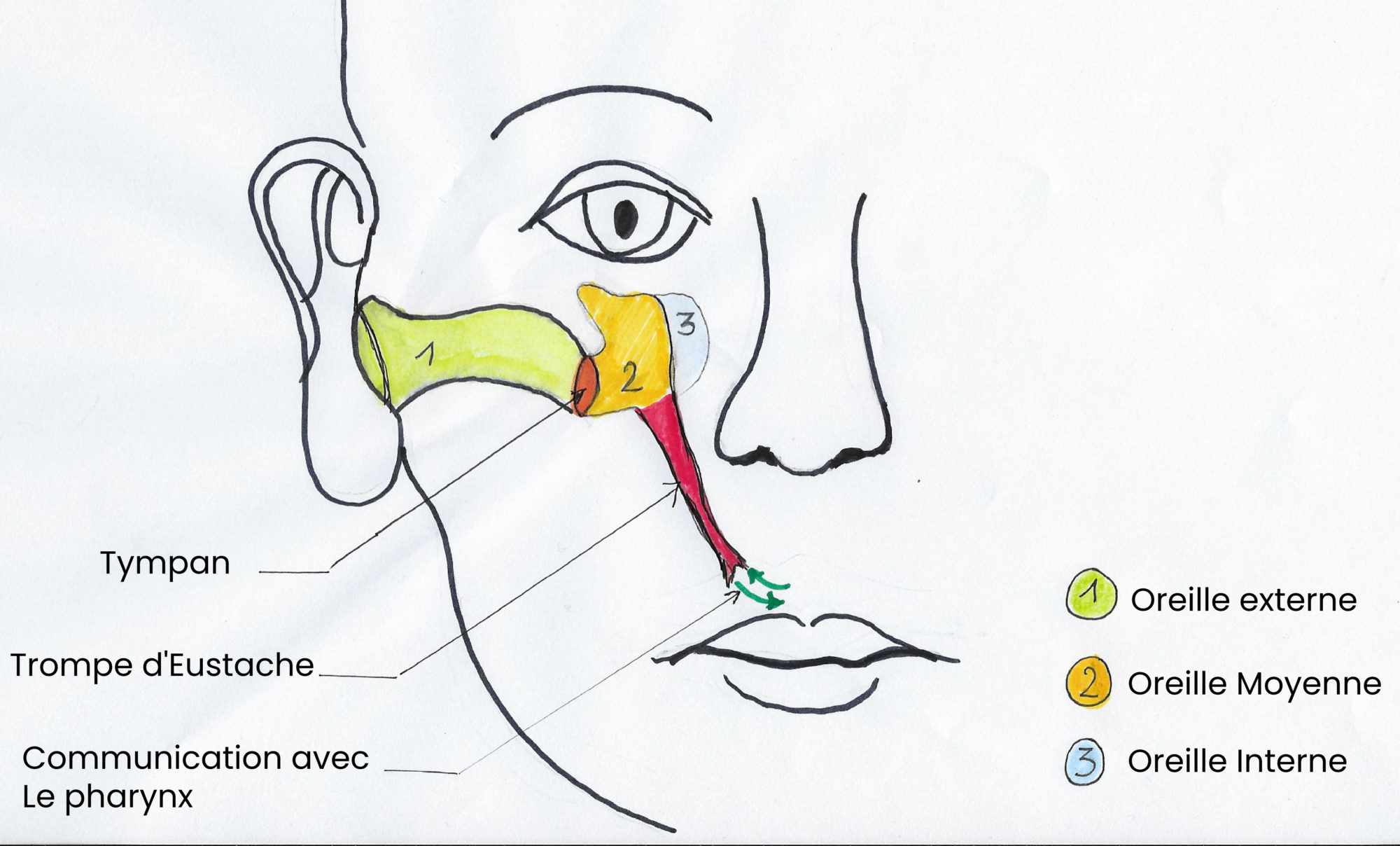 Allo Ortho » J’ai mal aux oreilles quand je voyage en avion